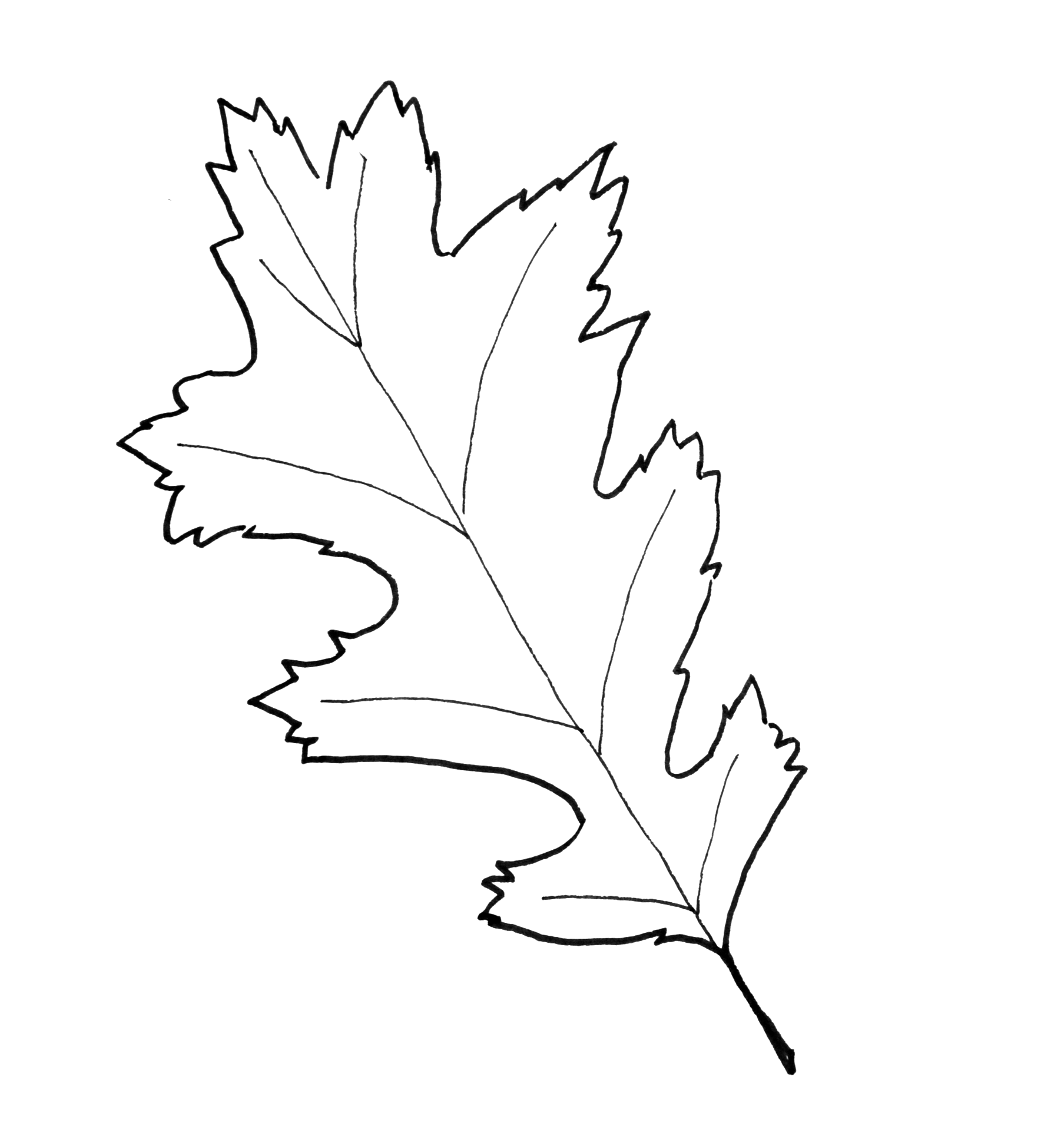 Printable Oak Leaf Pattern Printable Word Searches